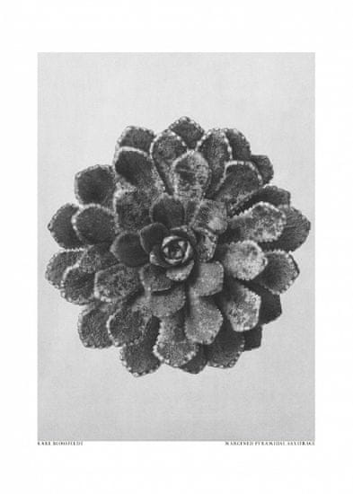 Pelcasa Margined Pyramidal Saxifrage - 30x40 cm | mimovrste=)